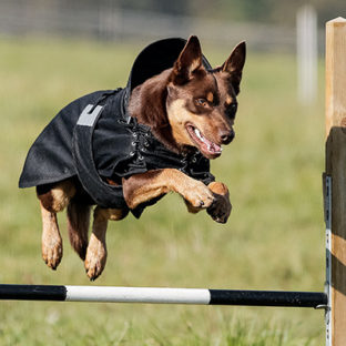 Back on Track Therapy – Planet Blue Dog