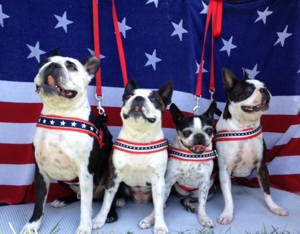 USA Made – Planet Blue Dog