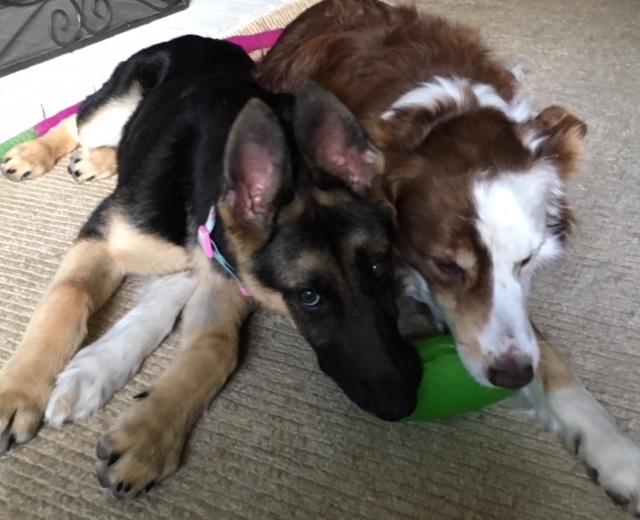 Pickle ~ Dogs love it! – Planet Blue Dog