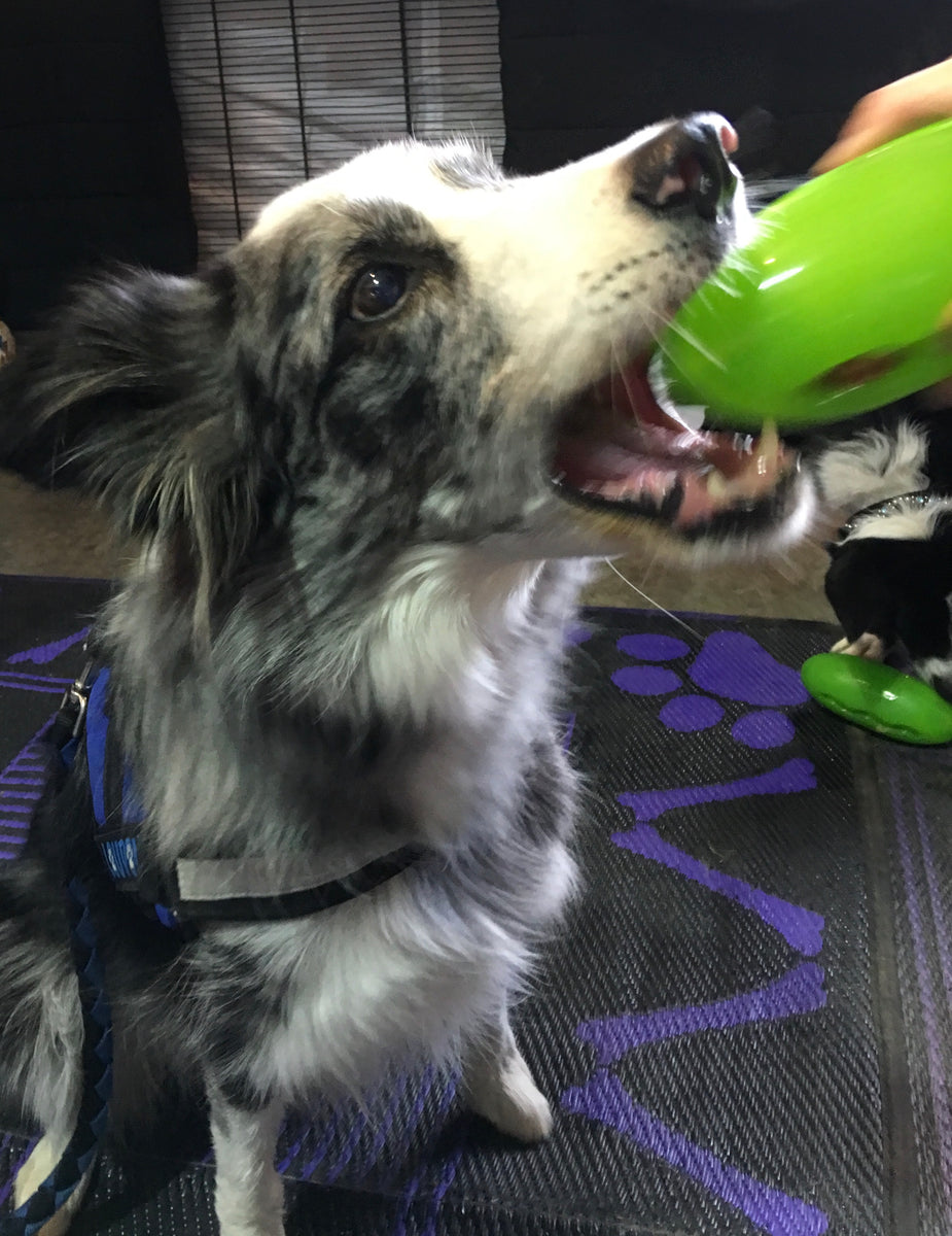 Pickle ~ Dogs love it! – Planet Blue Dog